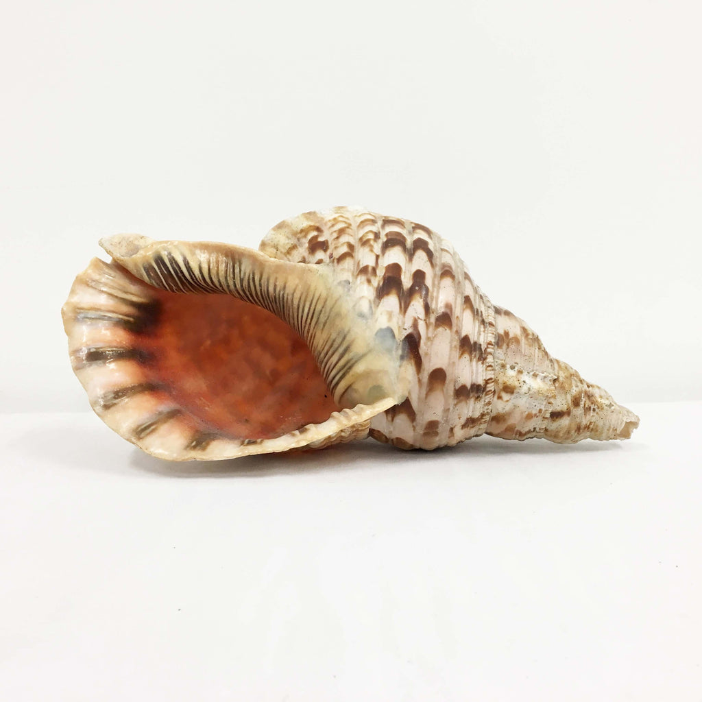 Pacific Triton Shell – The Prop Collective